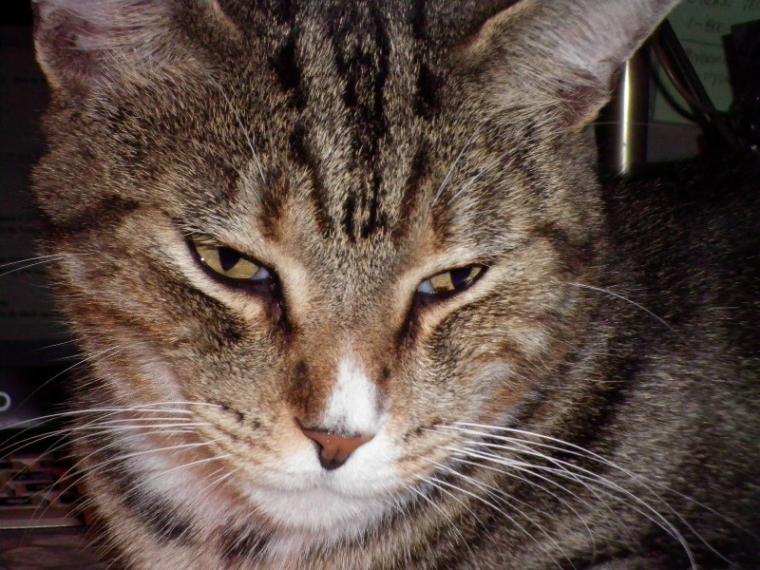 Blimp vs. Dead Cat? Is one better than the other? - Equipment ...